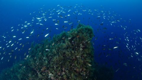 Ferdinandea Island: a European conflict averted | Yachting News