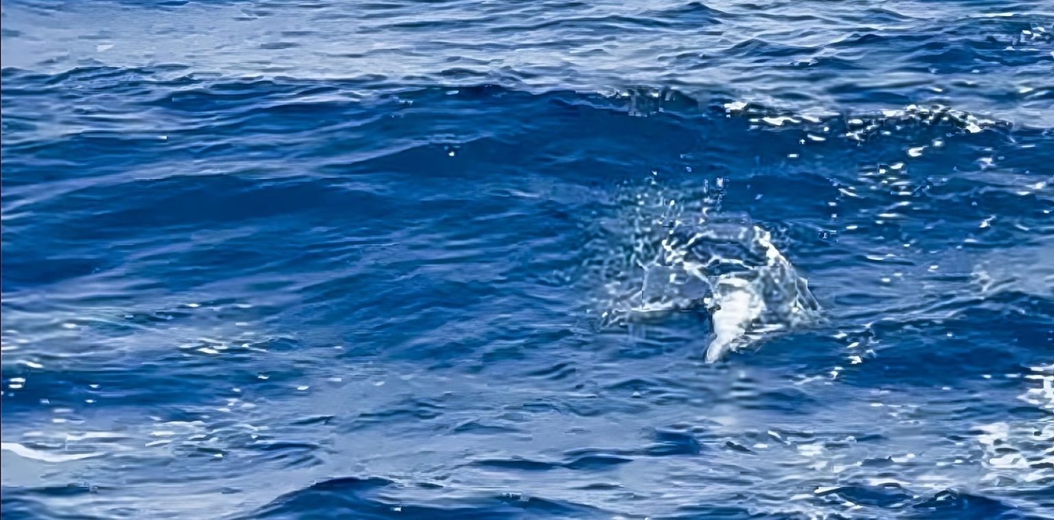 Iscas e esteira na pesca de corrico em alto-mar: todas as dicas para a ...